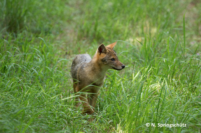 golden jackal biology – golden jackal project austria